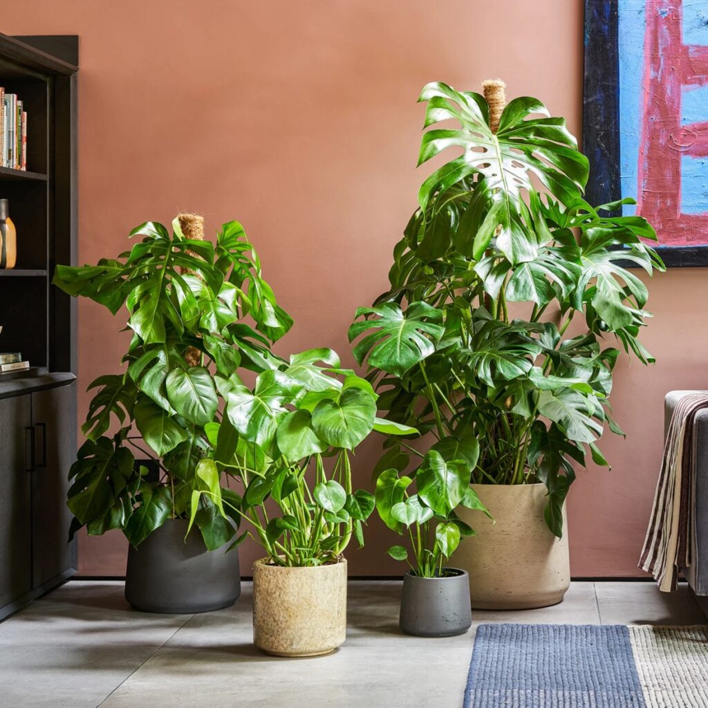 PATCH PLANTS AND THE HOUSE PLANT BOOM - 50 Plus Magazine